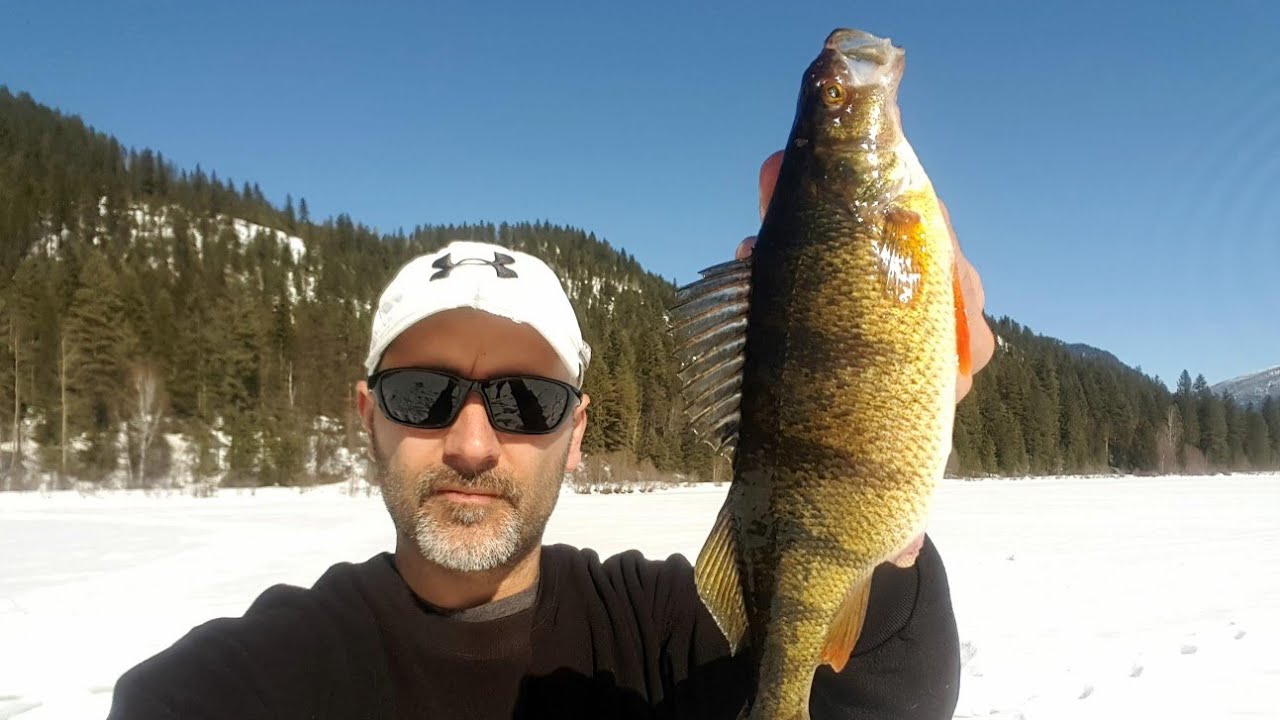 Icefishing for JUMBO Yellow Perch in British Columbia - BEAT DOWN ...