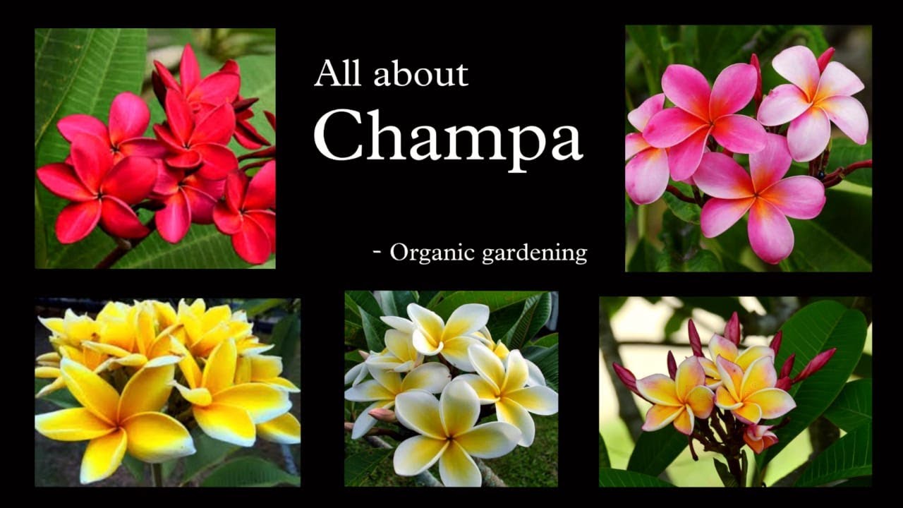 Care of Champa plant/ Why champa is not flowering?/ Tips to get more ...