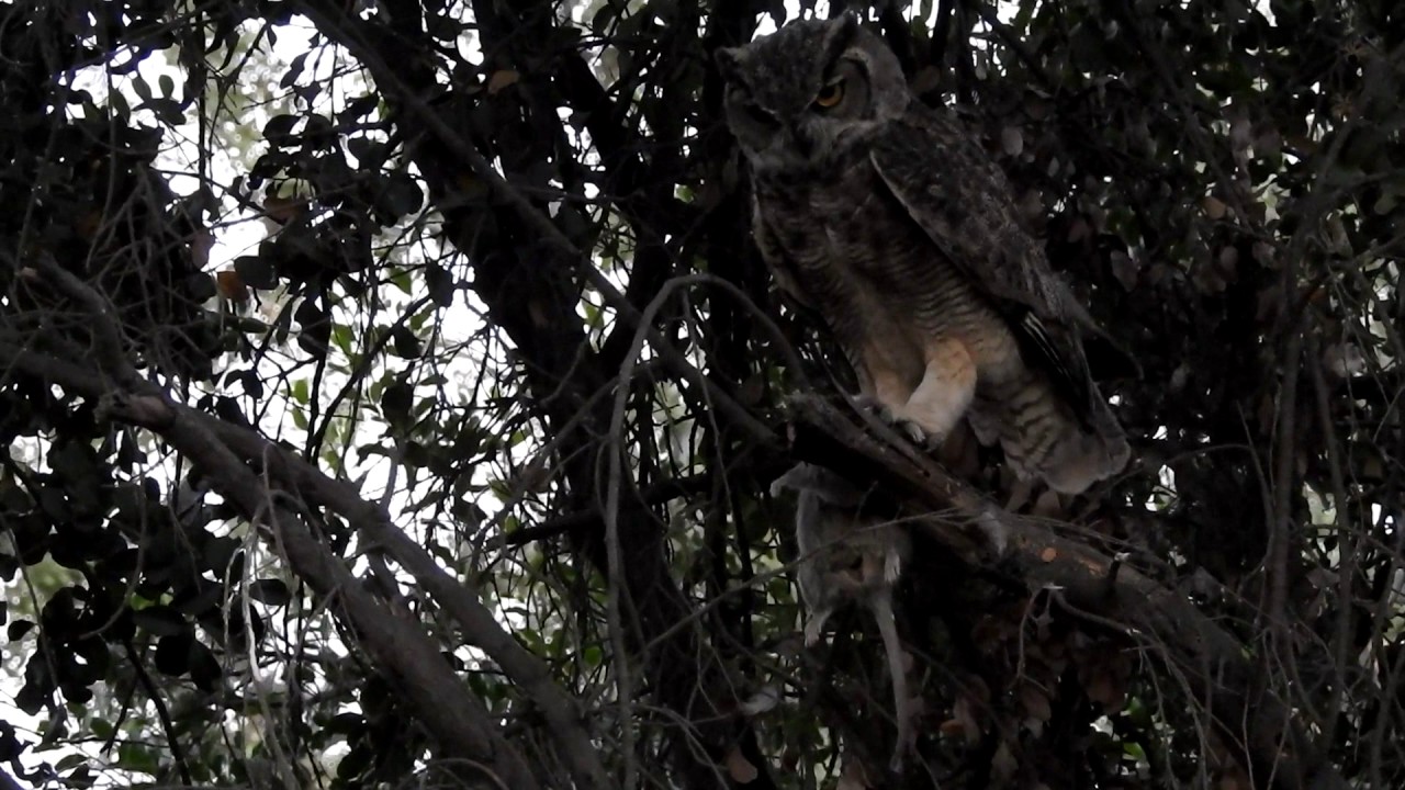 buho comiendo un raton - YouTube