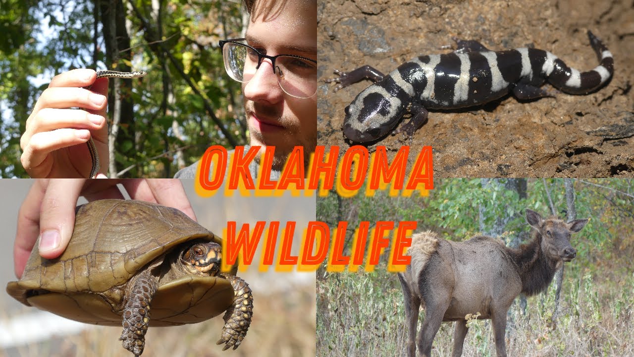 Oklahoma Herps & Other Wildlife Found During Field Work - YouTube