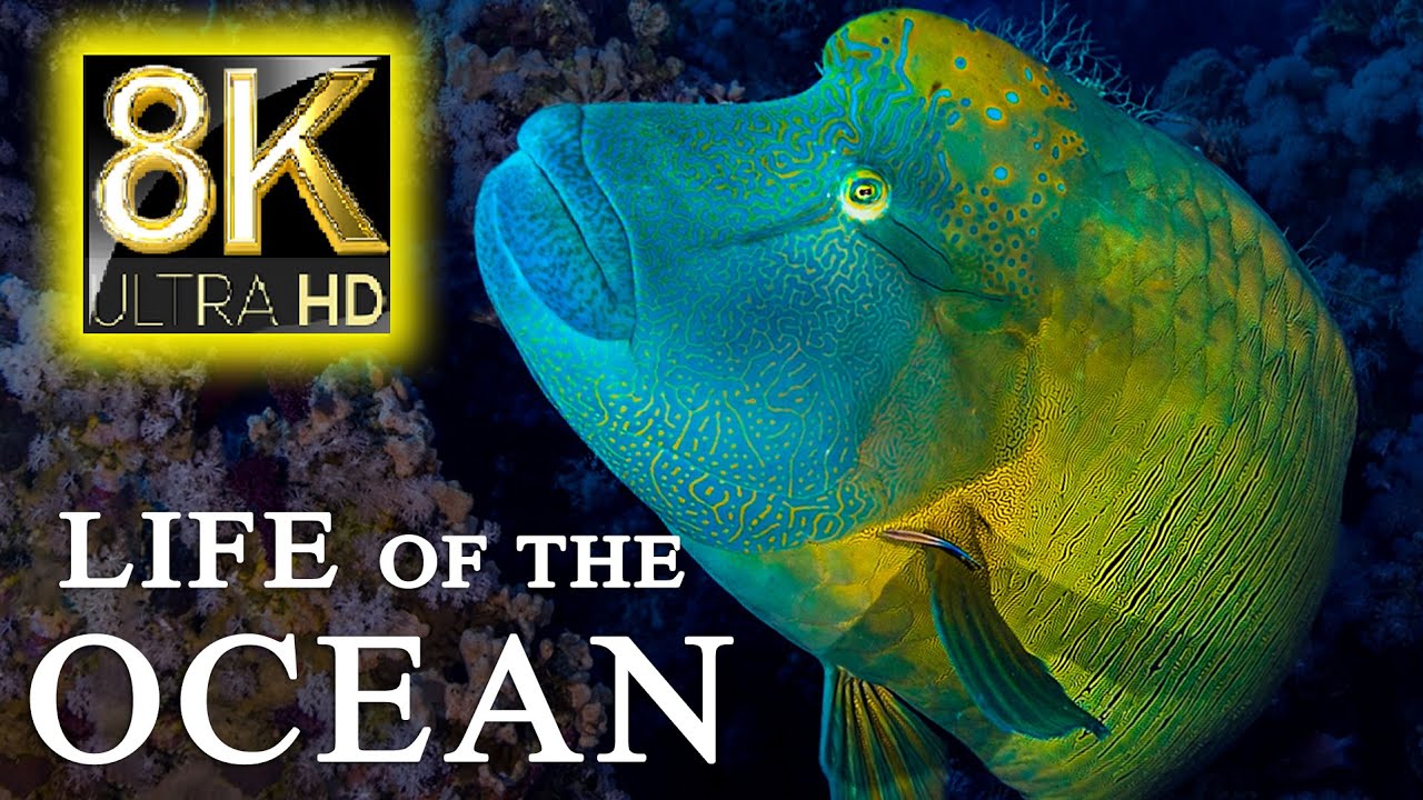 LIFE OF THE OCEAN IN 8K ULTRA HD 60FPS - The Best 8K Aquarium For ...