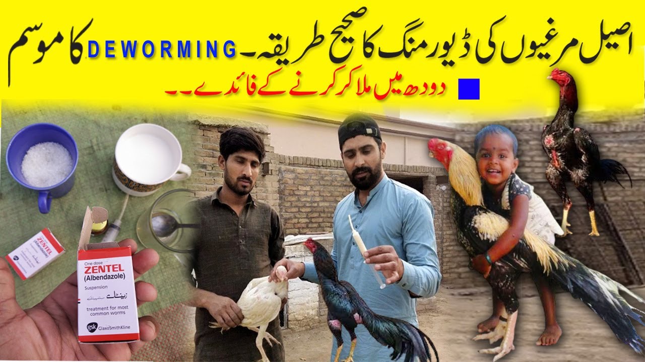 How to deworm chickens |Deworming of aseel chicken with milk and zental ...