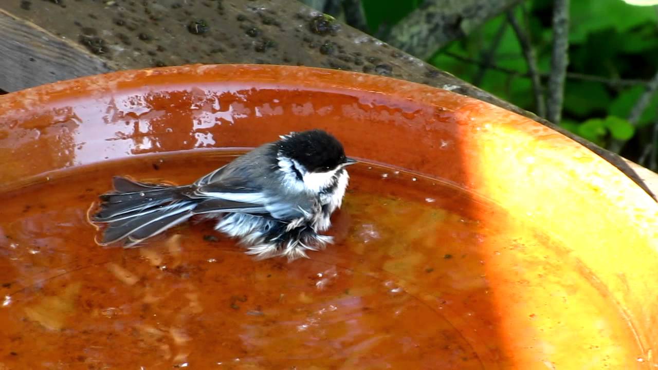 Chickadee Bath Ritual - YouTube