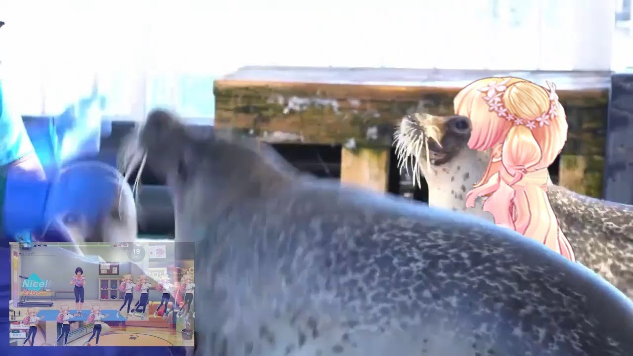 Nene Seal is Exercising.【桃鈴ねね/MomosuzuNene】 - YouTube