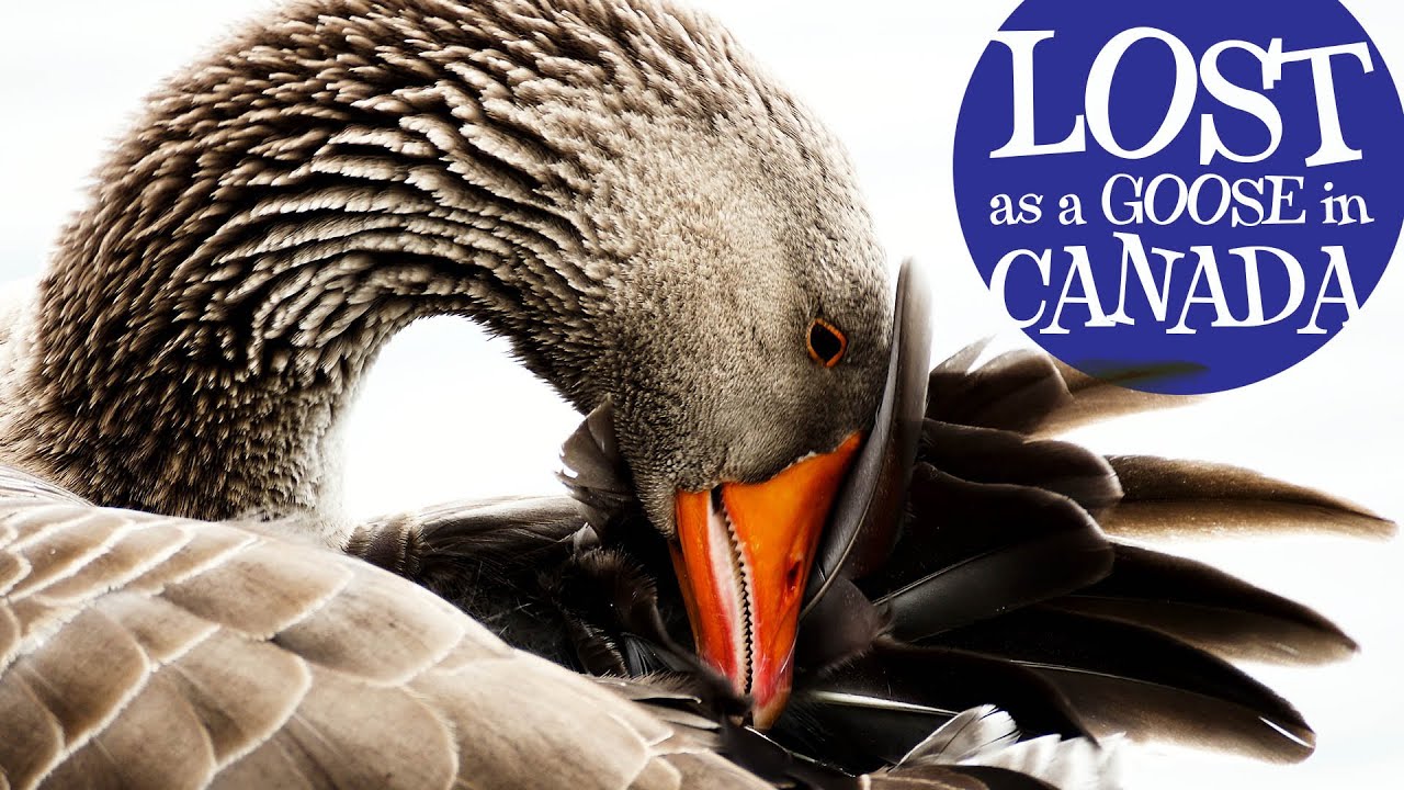 Lost as a Goose in Canada (Ephesians 4:17-32) - YouTube