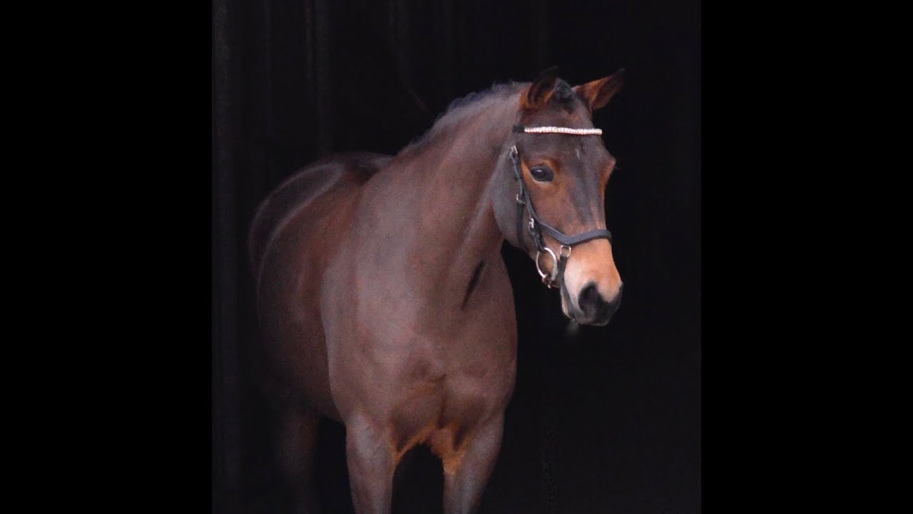 Woodrow Carisbrooke x Nieuwmoeds Patrick - YouTube