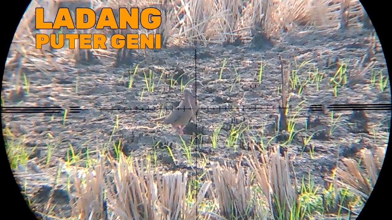 BERBURU PUTER GENI TARGET BAWAH AREA PERSAWAHAN - YouTube