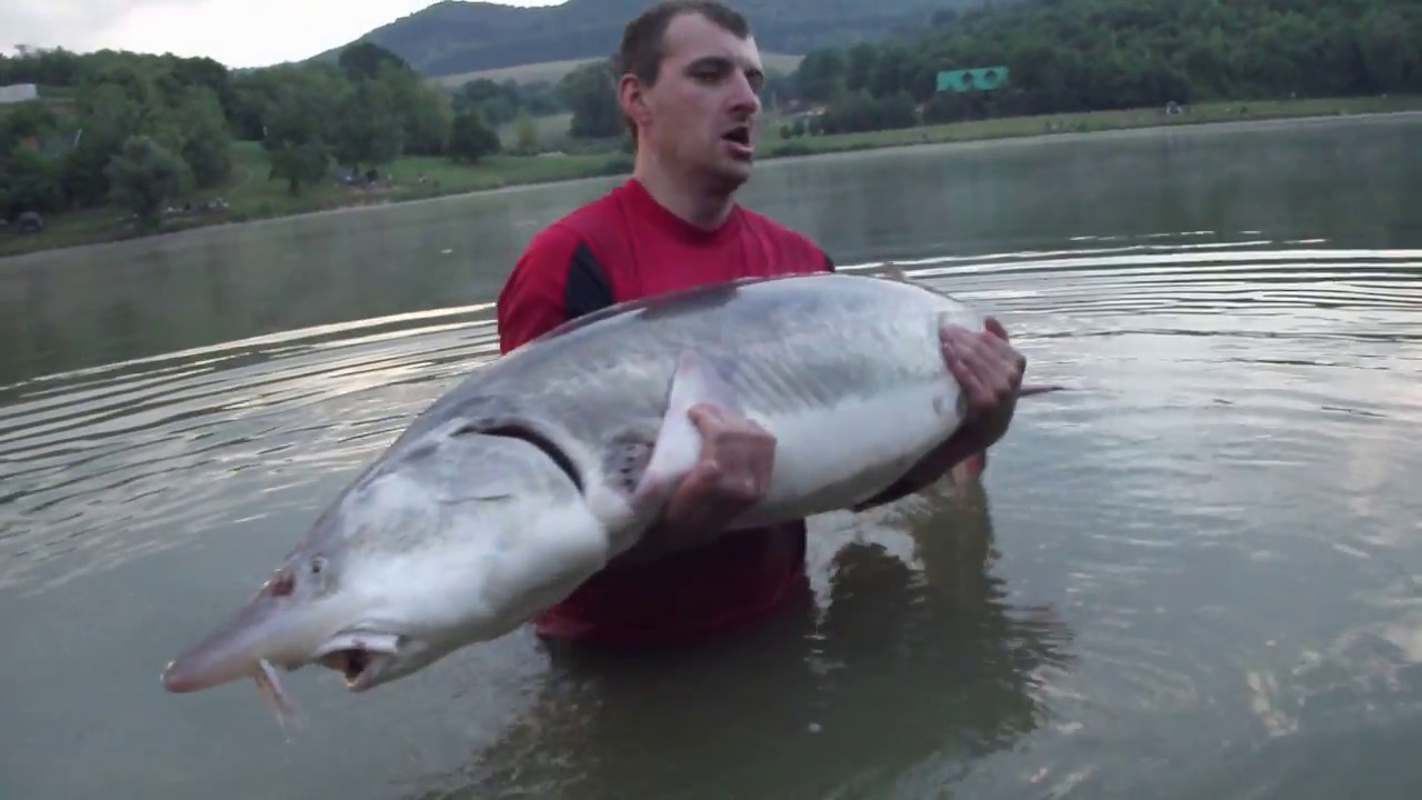 vyza velká jestrabice - YouTube