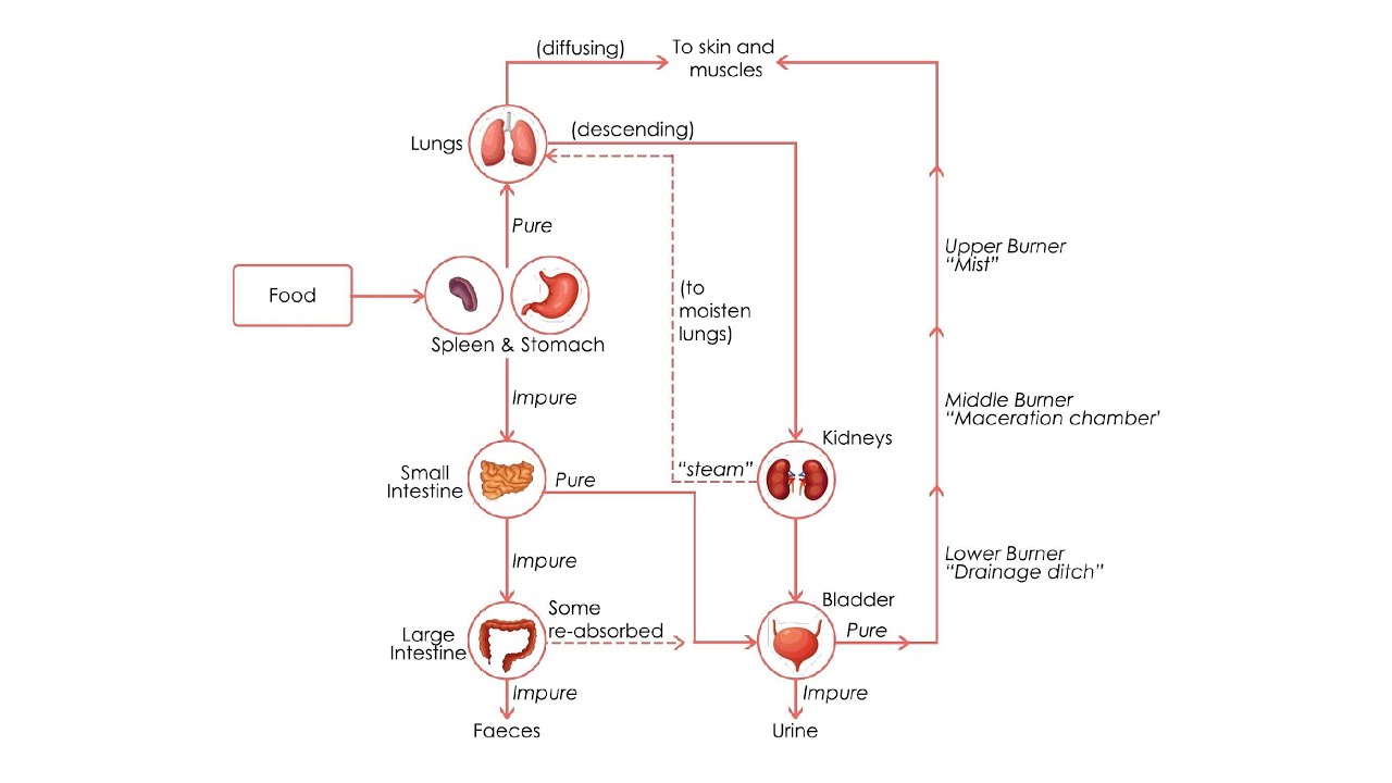 BODY FLUIDS IN CHINESE MEDICINE - YouTube