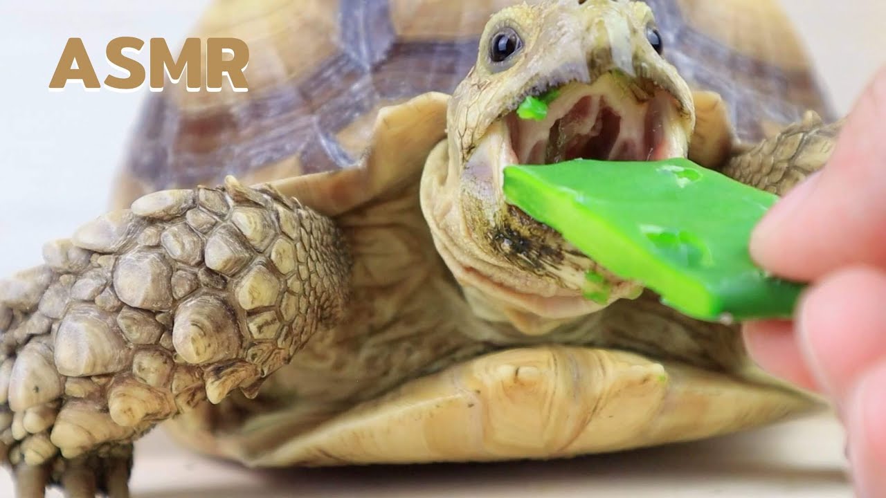 ASMR TORTOISE l EATING SOUNDS - YouTube