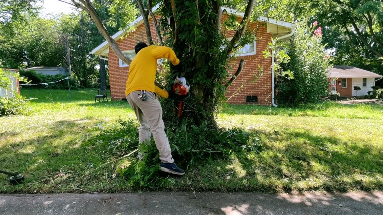 Vines removing on Myrtle tree - YouTube