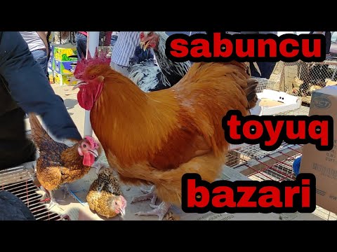 sabuncu toyuq bazarı. 16.05.2021