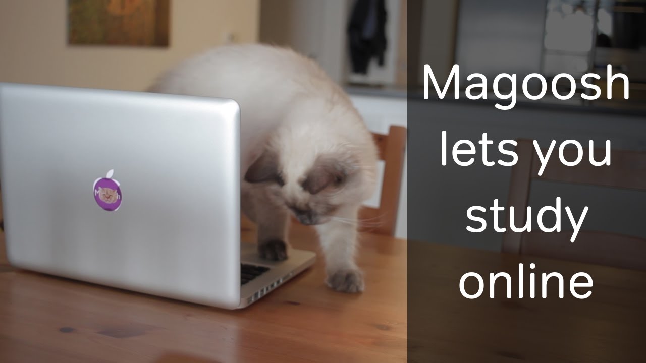 What is Magoosh? Explained by cats - YouTube