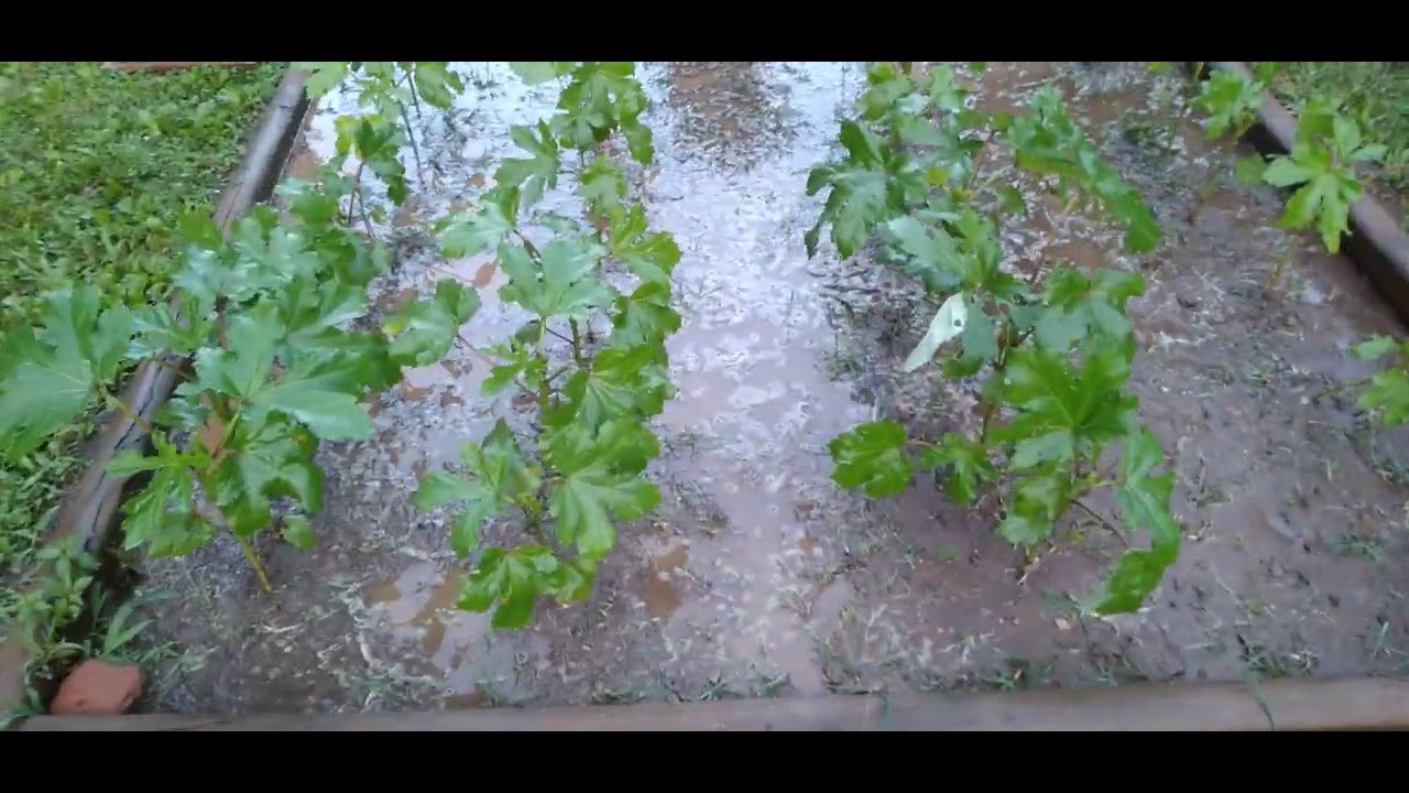 Dealing with Voles in Okra Patch? - YouTube