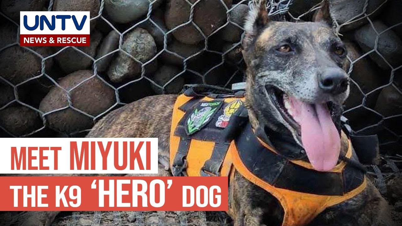 Kilalanin: K9 rescue dog na si Miyuki na nagpakita ng kabayanihan sa ...