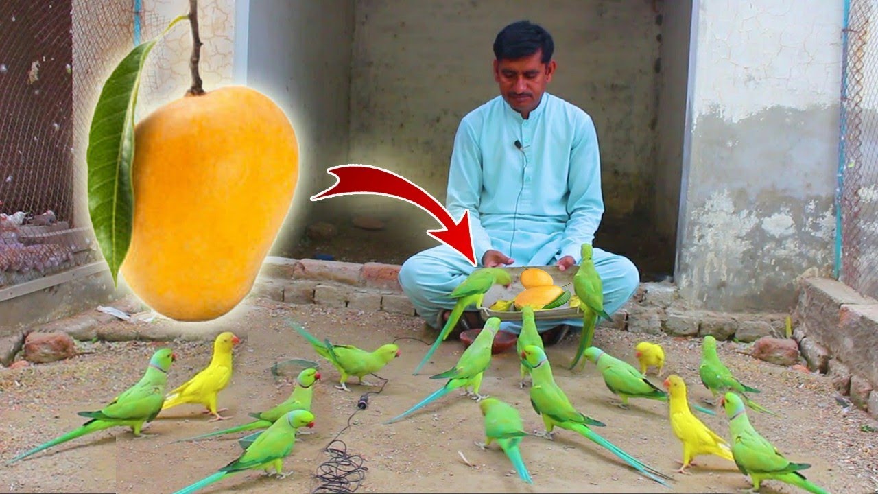 My Parrots Enjoying Fresh Mango Feast#petsvlog - YouTube