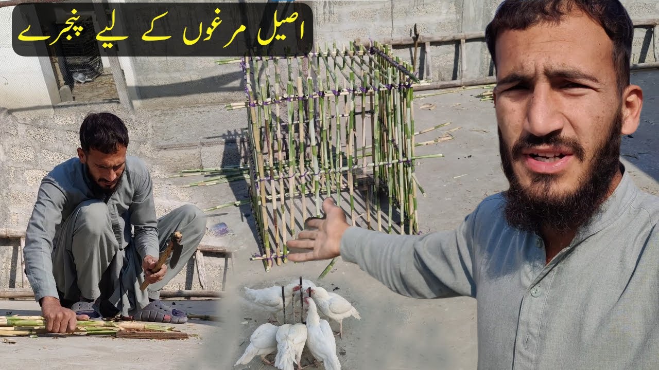 Portable cage for Aseel | DIY cage for aseel. - YouTube