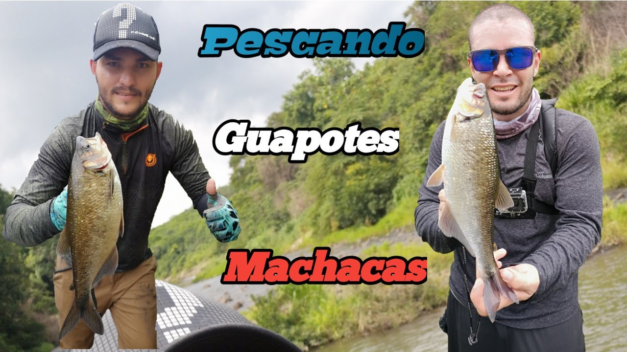 Pescando Guapotes y Machacas en el río. - YouTube