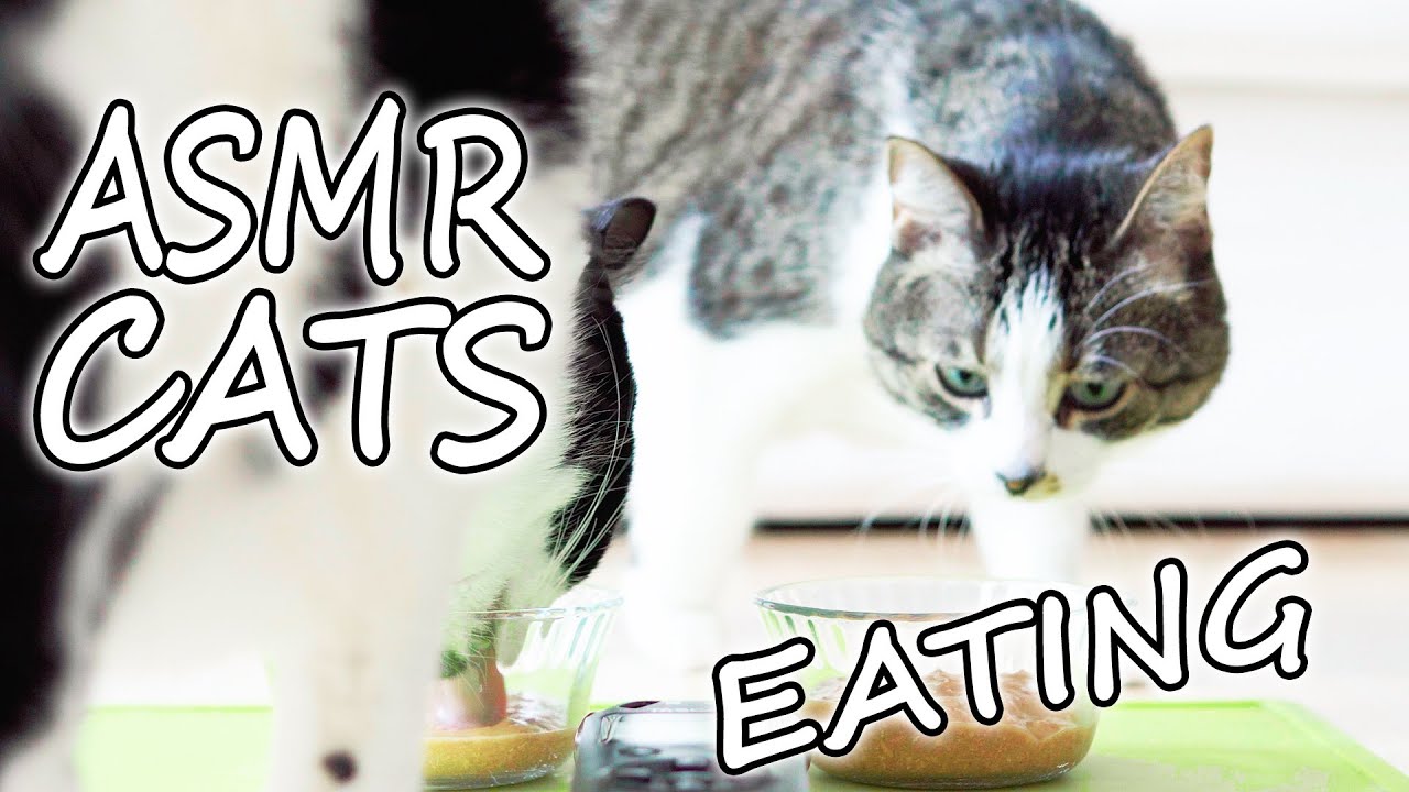 🎧 ASMR Cats Eating #68 - YouTube
