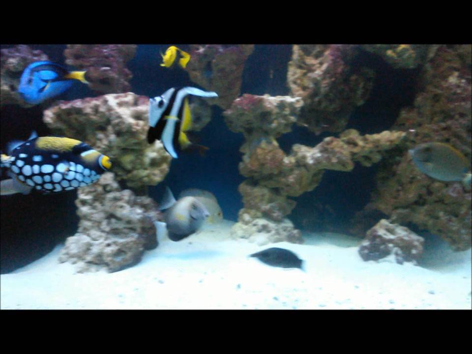 5" Palani Tang for sale - YouTube