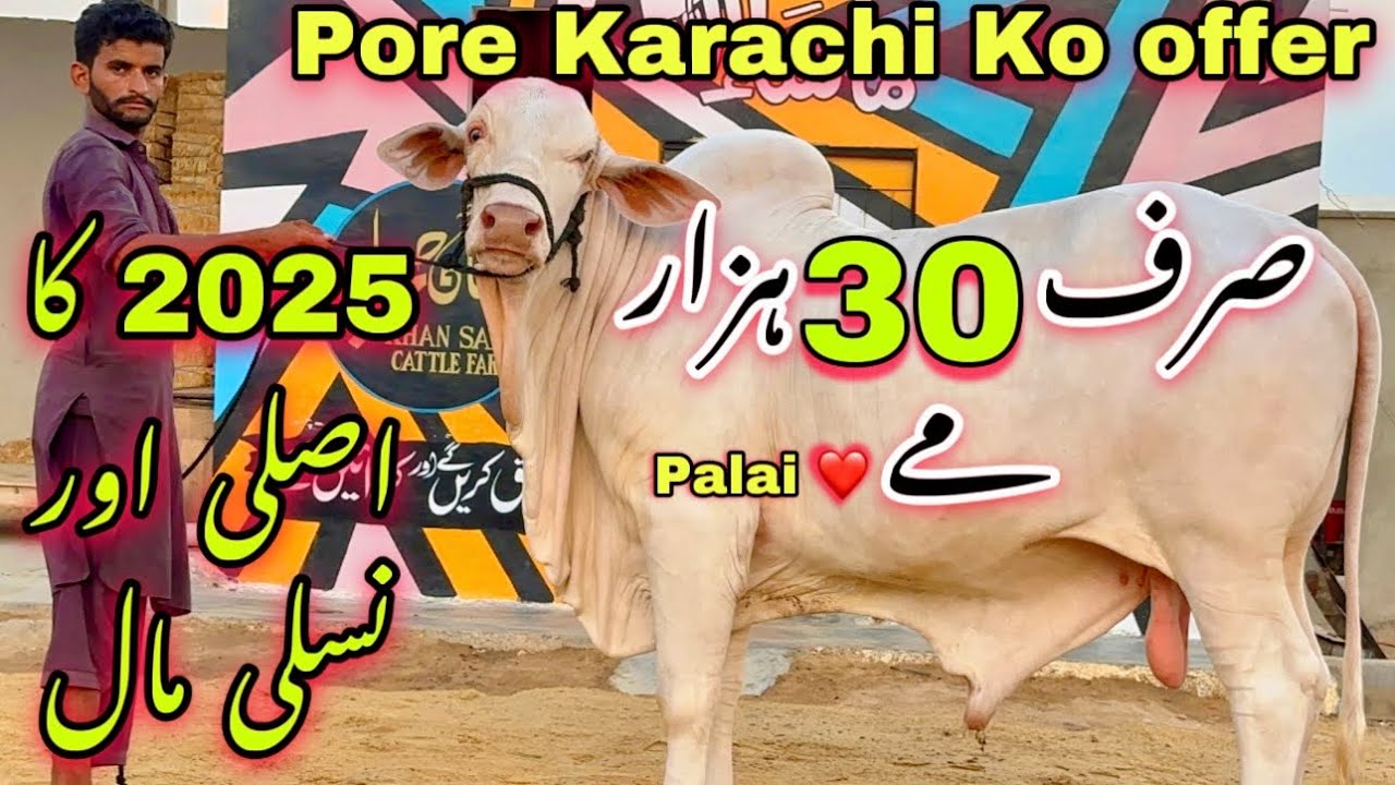 2025 Ka Ghulabi Cow Ka Bacha 😍Mid Range & Palai Offers For 2025 || Cow ...