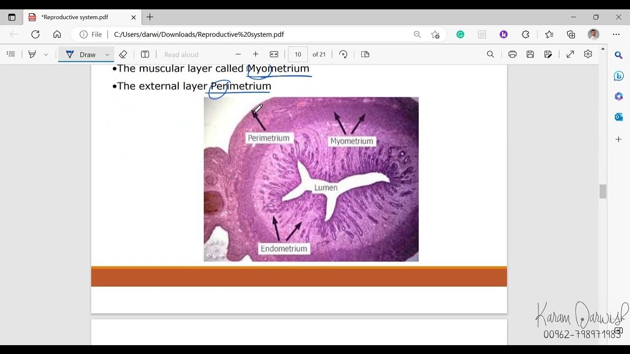 Embryology | Introduction + Reproductive System B - YouTube