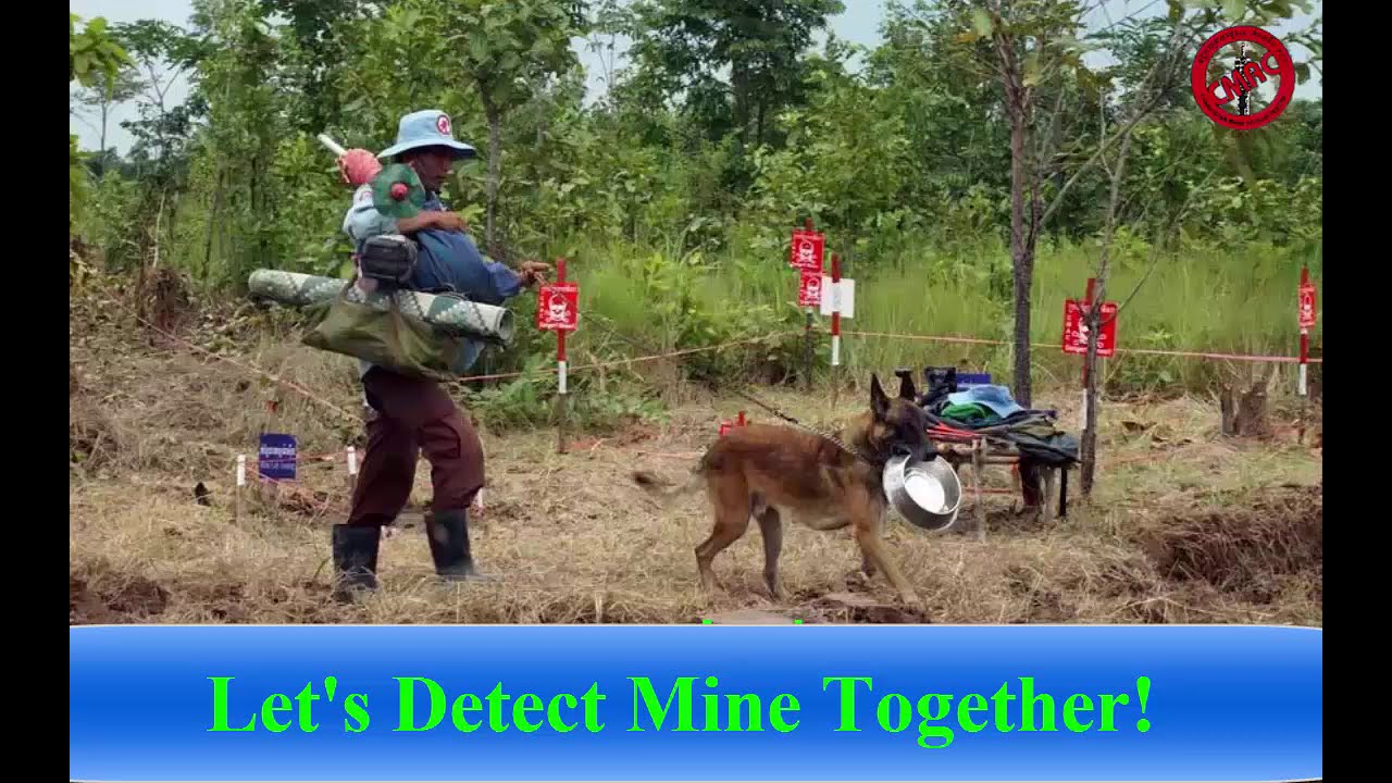 Mine Detection Dog សុនខហិតរកមីន - YouTube