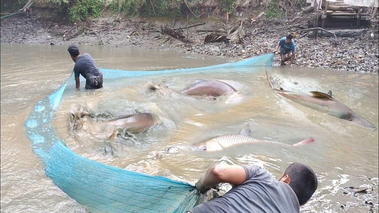 TOP FISHING VIDEO।। AMAZING CATCH BIG FISH IN VILLAGE POND। BIG BOAL ...