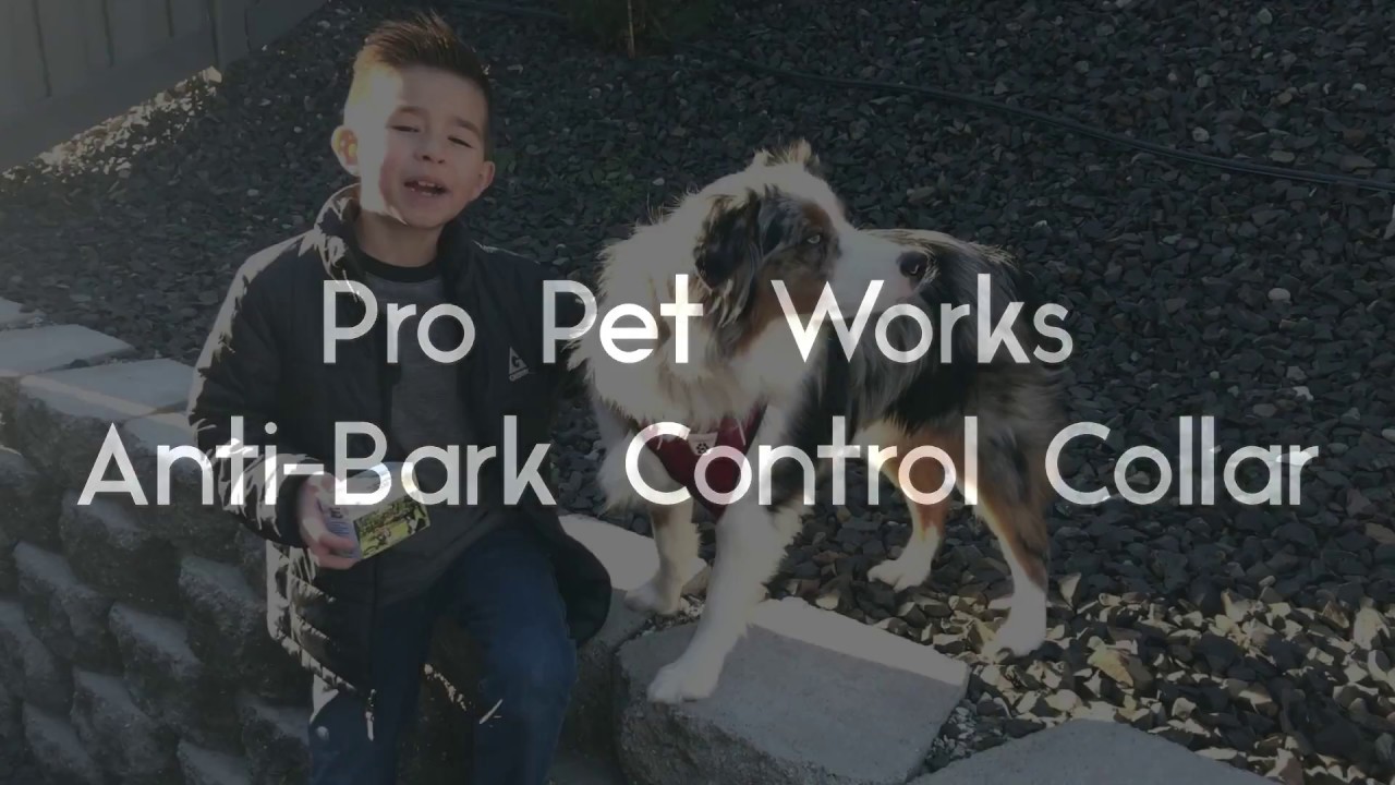 Pro Pet Works Anti-Bark Control Collar - YouTube