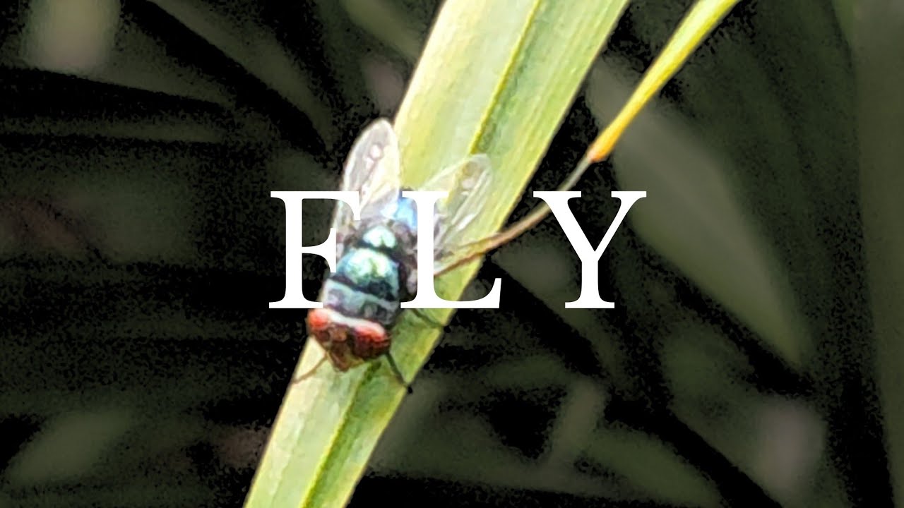 A sleepy fly. - YouTube