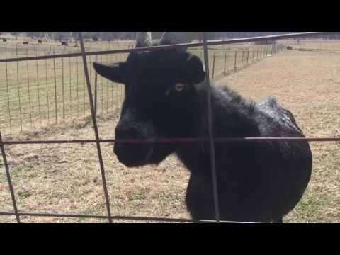 Woman cited after dogs escape and kill goat - YouTube