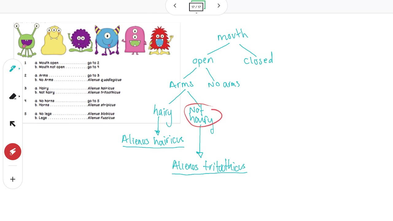 Dichotomous keys- branching diagram - YouTube