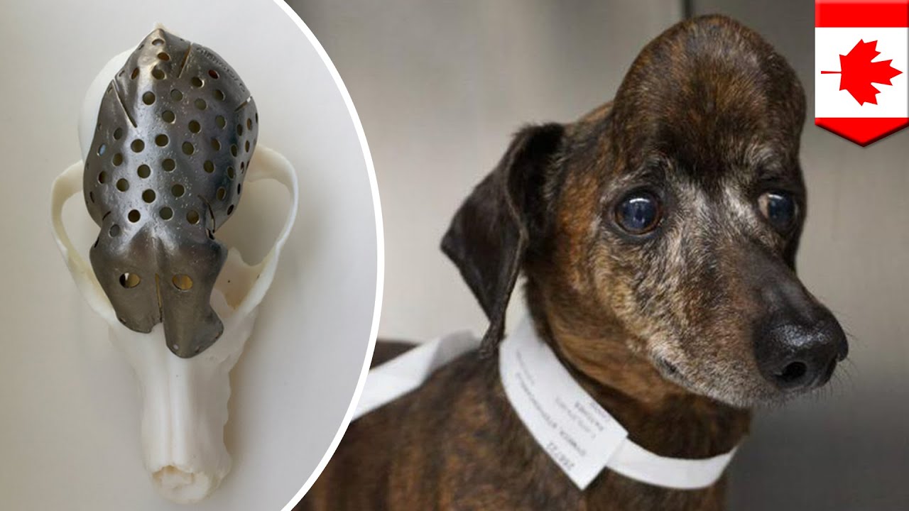 Dog fitted with 3D-printed skull plate after cancer surgery - TomoNews ...