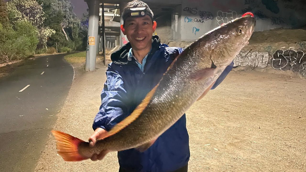 First Mulloway of the the season Yarra Melbourne - YouTube