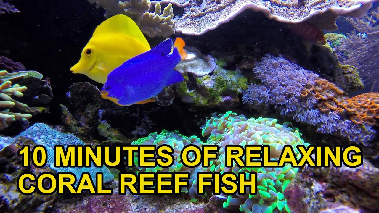 10 Minutes Straight of Coral Reef Fish - YouTube