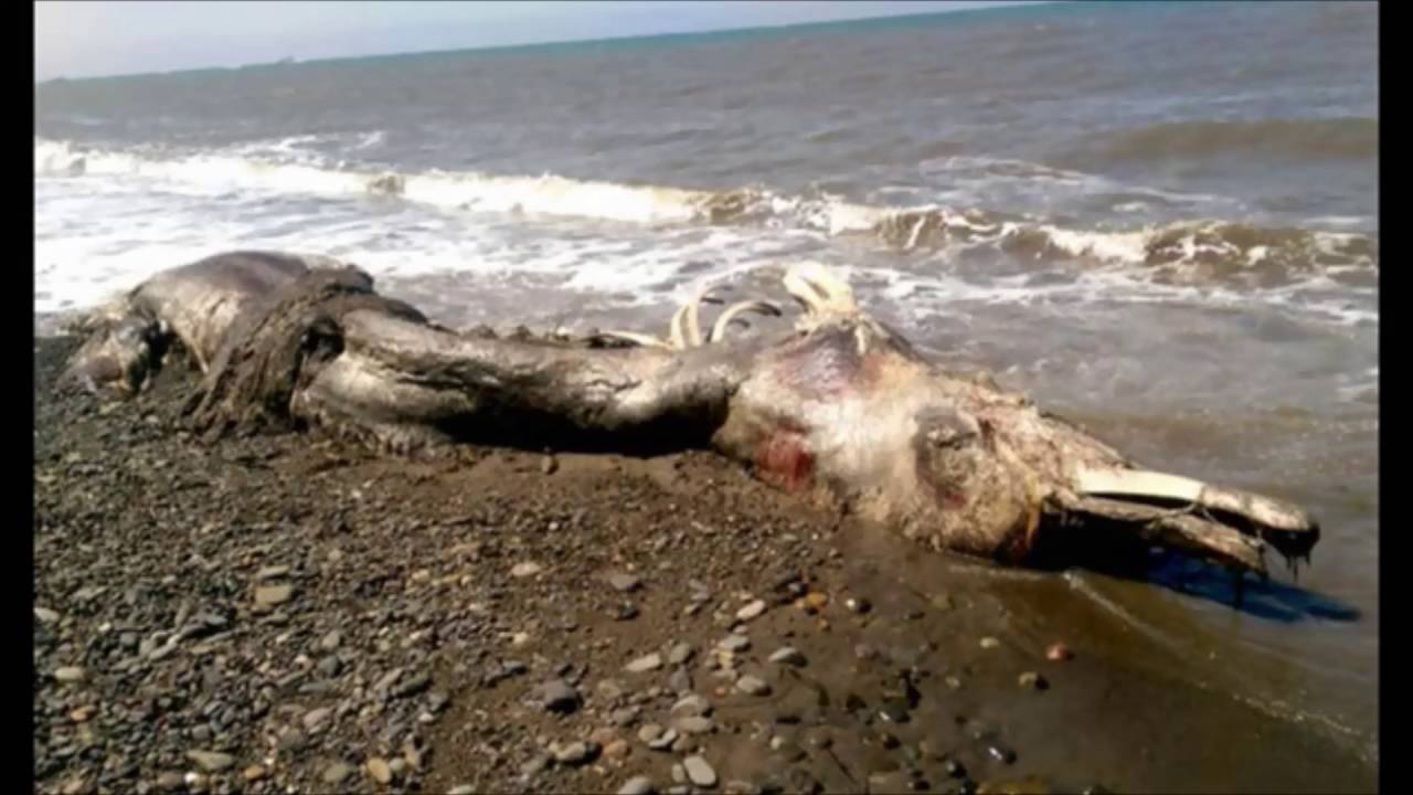 Worlds Most Terrifying Creatures - YouTube