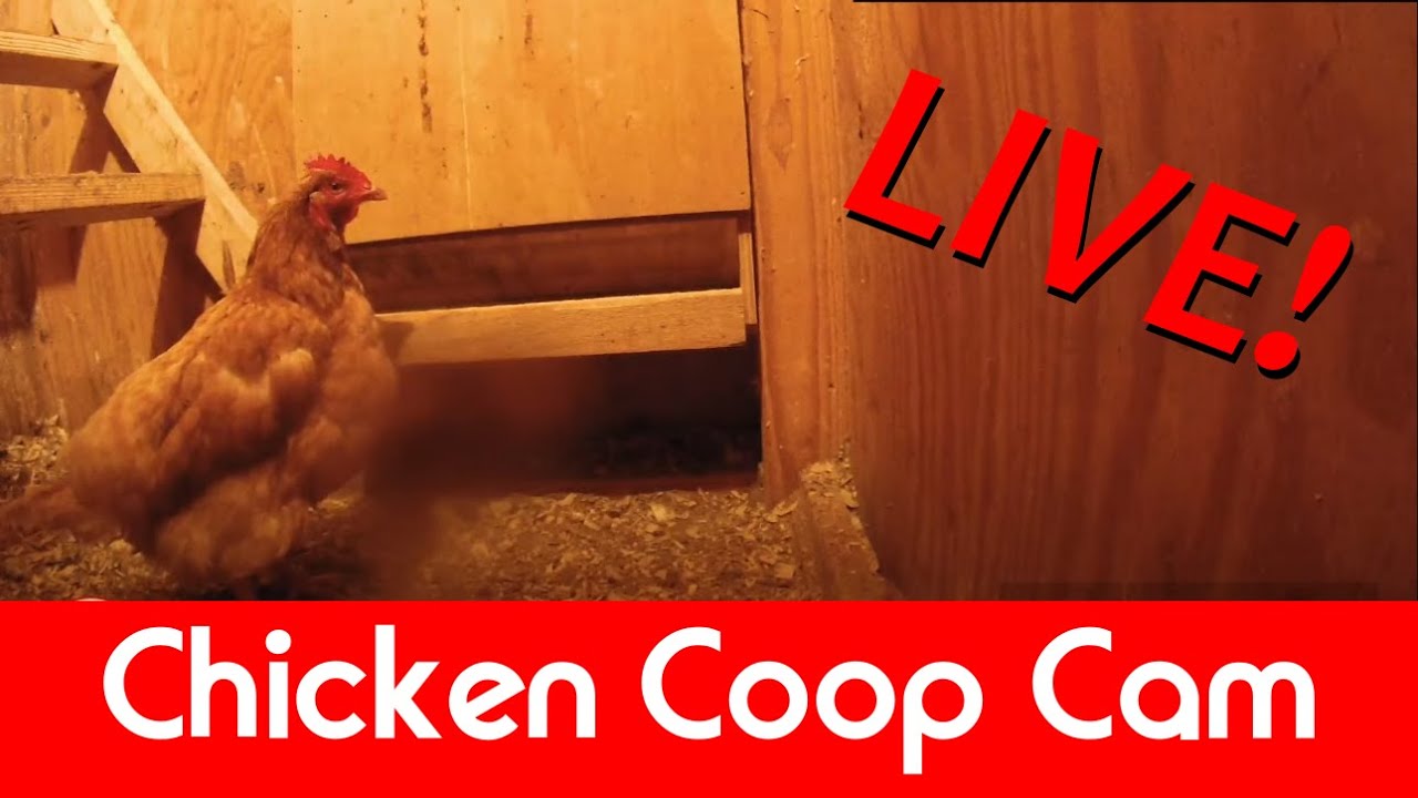 Live Chicken Coop Cam - The Baby Chicks are all grown up now! - YouTube