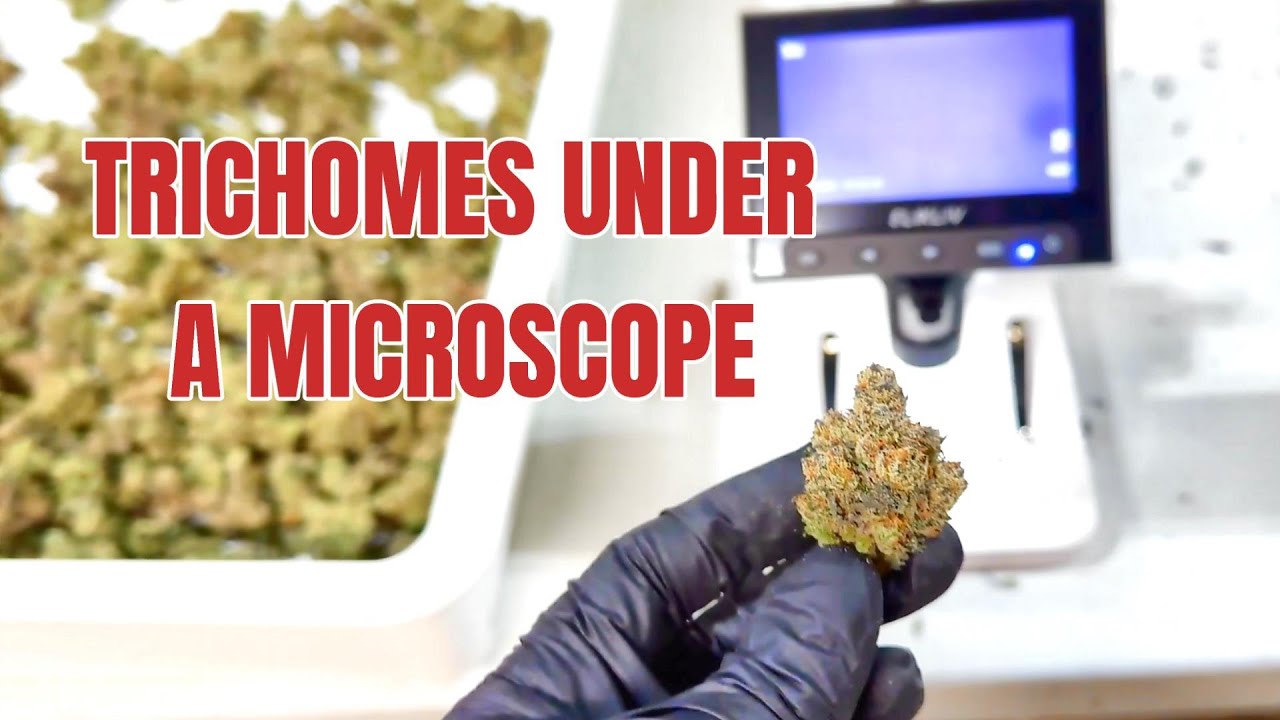Cannabis Trichome Heads Under a Microscope - YouTube
