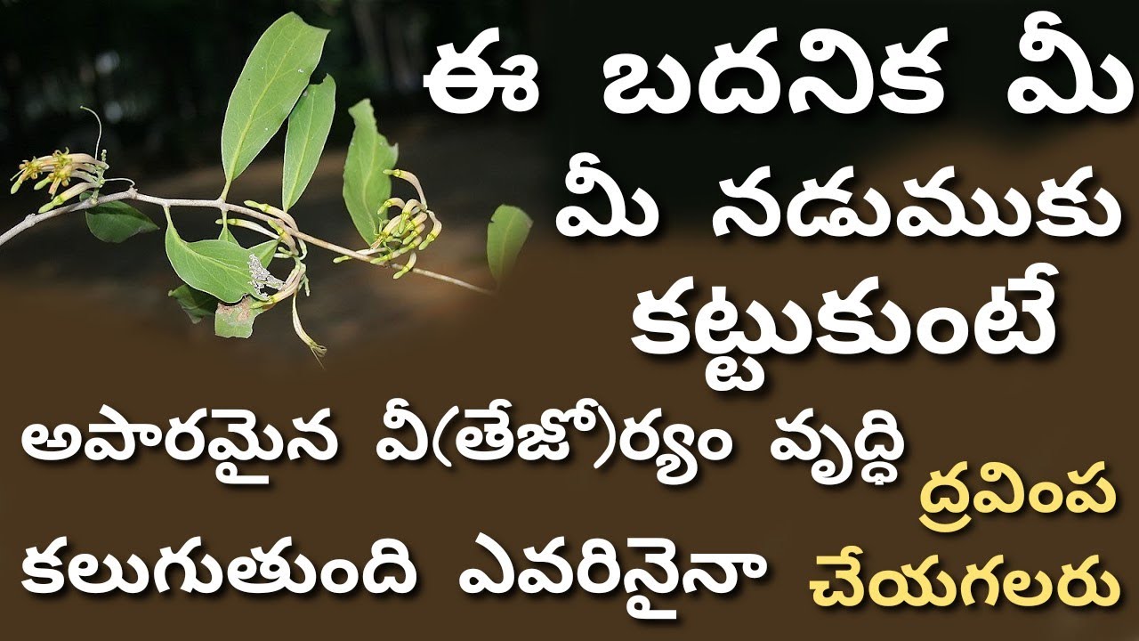 Benefits Of Marri Chettu Badanika | Marri Chettu Badanika | Marri ...