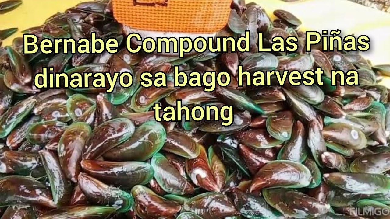 Samahan po ninyo kami sa bernabe compound las piñas dinarayo sa bago ...
