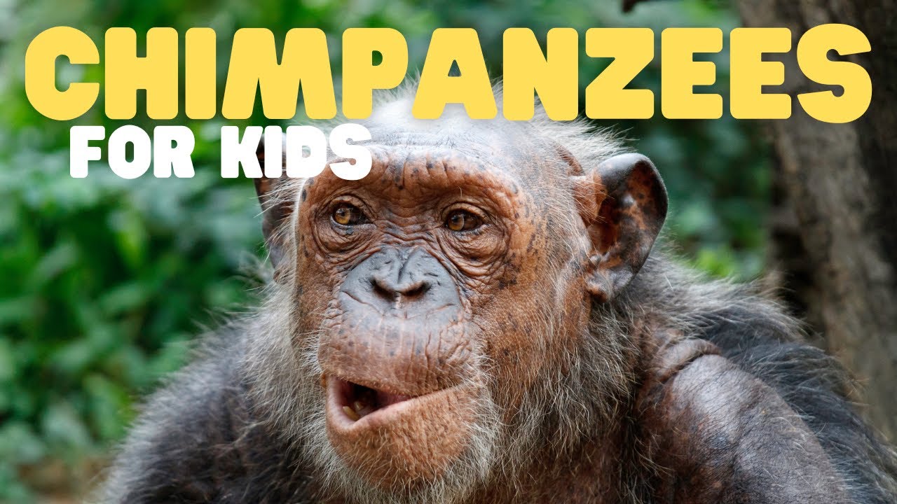 Chimpanzees for Kids | Learn all about this intelligent primate - YouTube