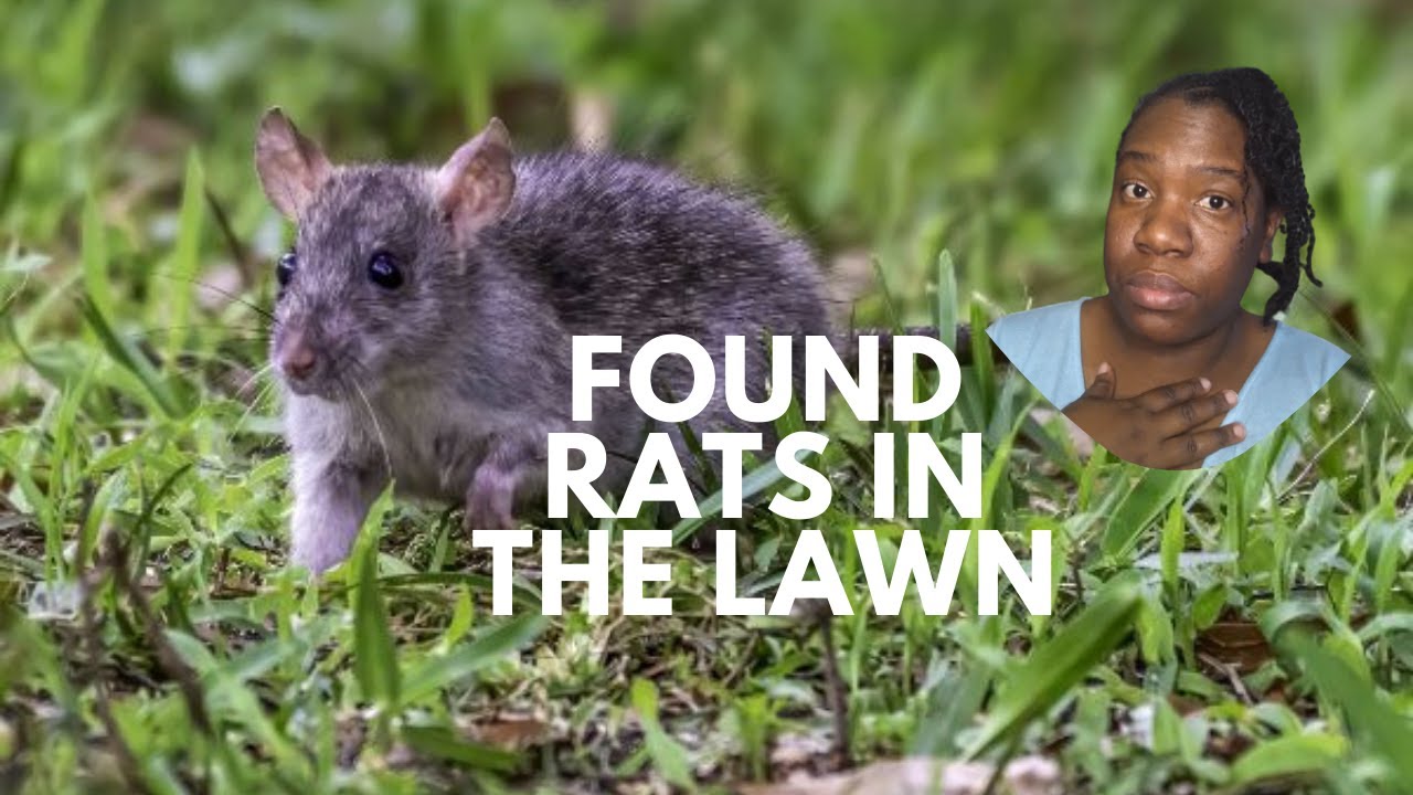 Preview || Cutting the Lawn and found Rats - YouTube