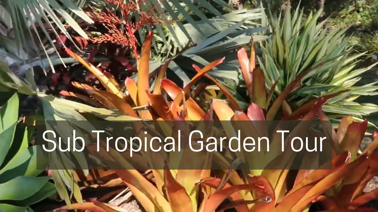 Sub Tropical Garden Tour - Noosa Botanic Garden, Queensland Australia ...