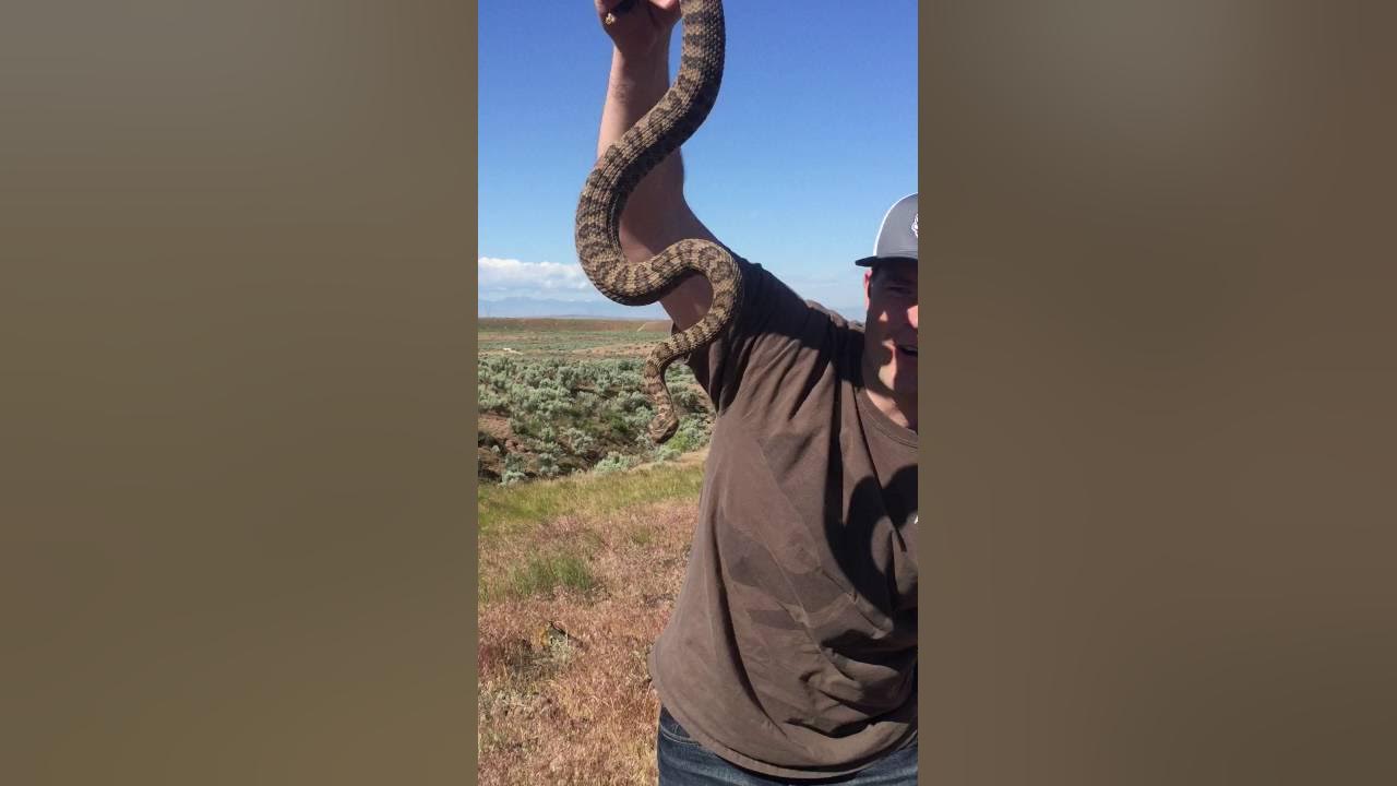 How to catch a Rattlesnake - YouTube