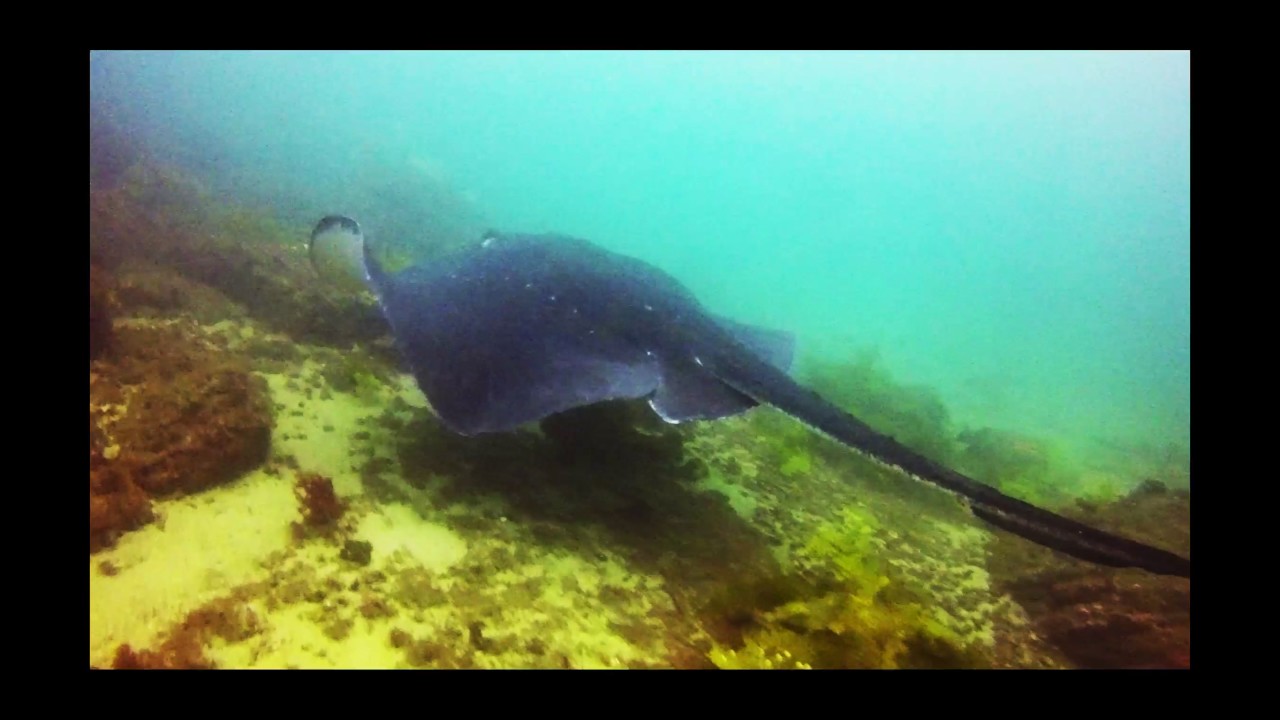 Bull Ray in Kurnell - YouTube