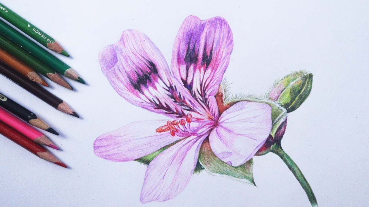 Geranium flower drawing | Flower drawing in color pencils | How to draw ...