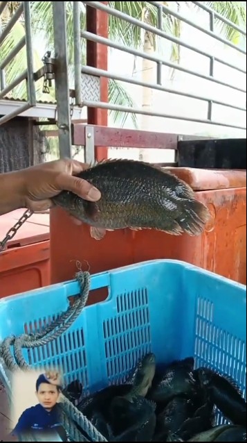 😱😱😱 Ikan purba bermutasi menjadi ikan tank baja. #reels #shorts # ...