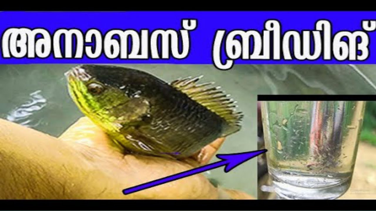 Anabas fish farming kerala|Anabas breeding [Complete details]. - YouTube