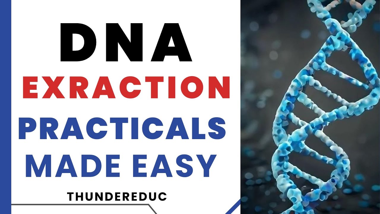 EXTRACTION OF DNA FROM A BANANA: PRACTICAL GUIDE : GRADE 12 LIFE ...