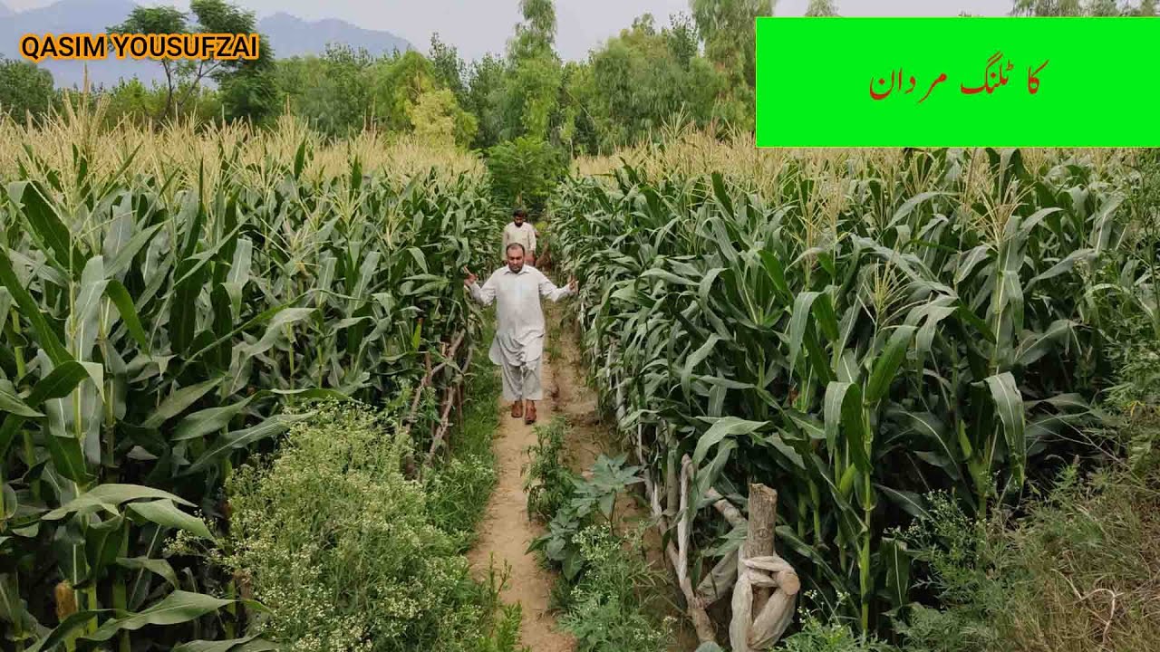 KATLANG MARDAN - YouTube
